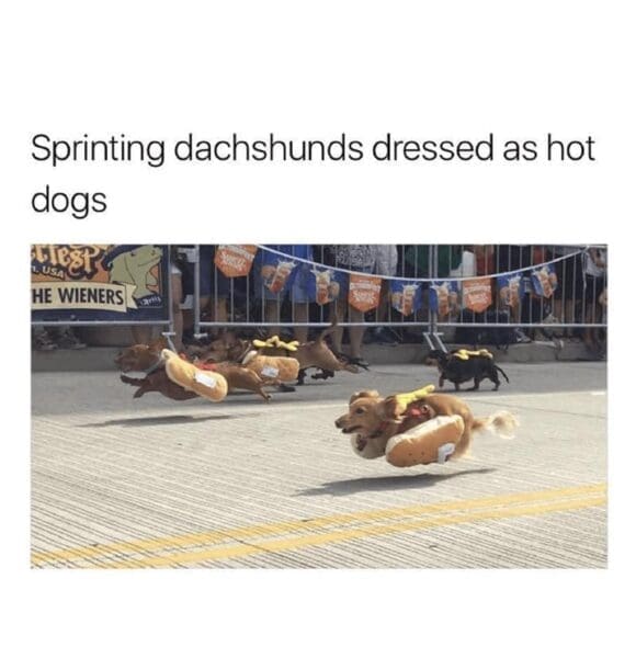 Weiner Wonders: 30 Irresistibly Cute Dachshund Photos That Will Melt ...