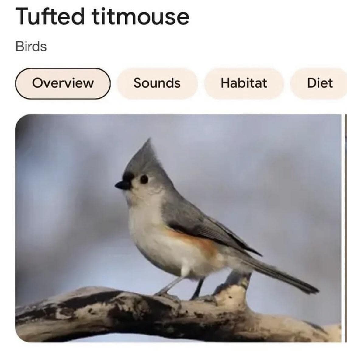 weirdest bird names-8-3-18-2024 - Thunder Dungeon | The Funniest Memes ...