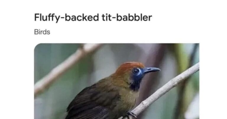 Weird Bird Names That'll Make You Question Ornithology's Sanity