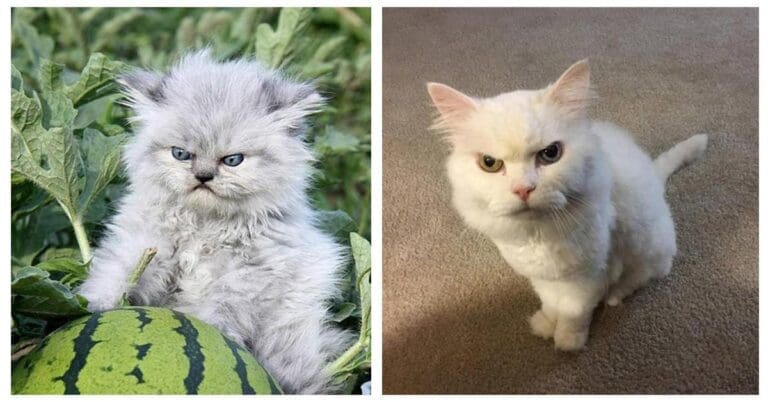 Angry Cats: 21 Cute Examples of Feline Fury