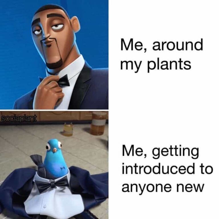Is My Plant Dead? Probably. 36 Plant Memes That Will Make Every Plant ...