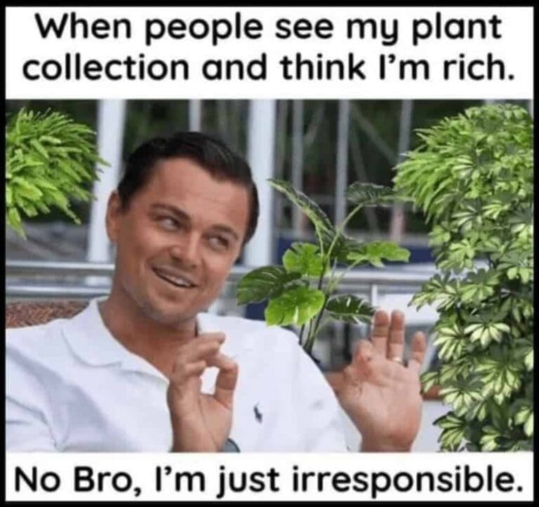 Is My Plant Dead? Probably. 36 Plant Memes That Will Make Every Plant ...