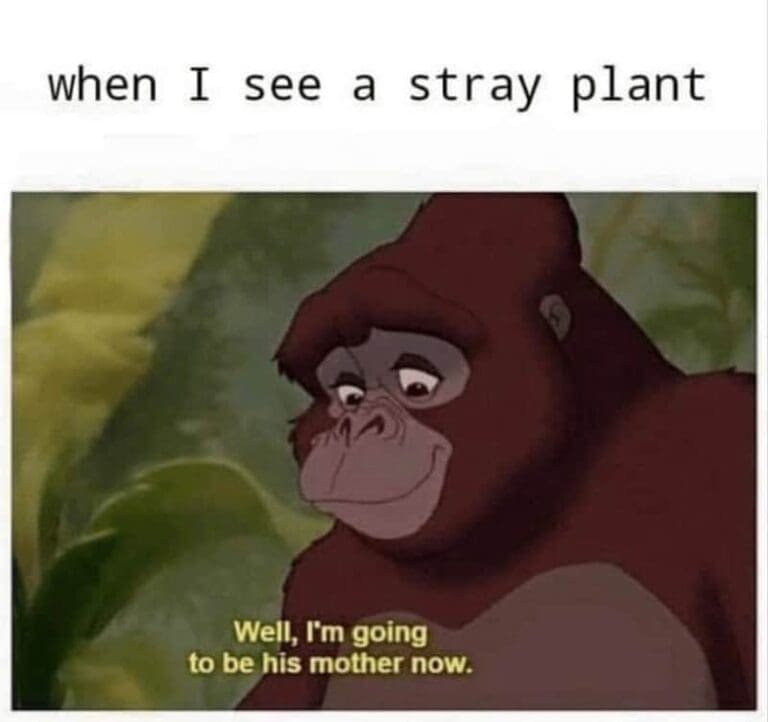 Is My Plant Dead? Probably. 36 Plant Memes That Will Make Every Plant ...