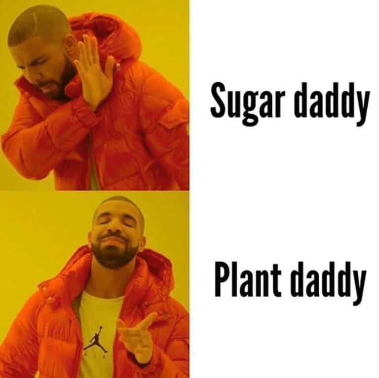 Is My Plant Dead? Probably. 36 Plant Memes That Will Make Every Plant ...