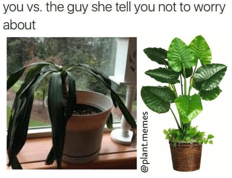 Is My Plant Dead? Probably. 36 Plant Memes That Will Make Every Plant ...
