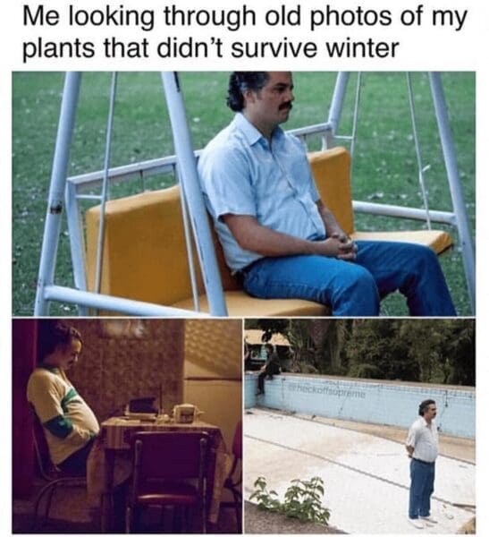 Is My Plant Dead? Probably. 36 Plant Memes That Will Make Every Plant ...