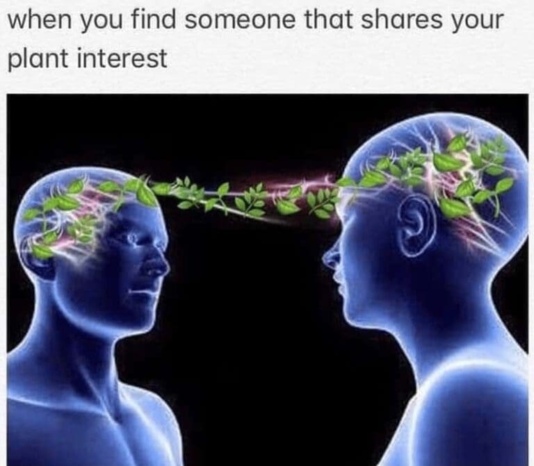 Is My Plant Dead? Probably. 36 Plant Memes That Will Make Every Plant ...