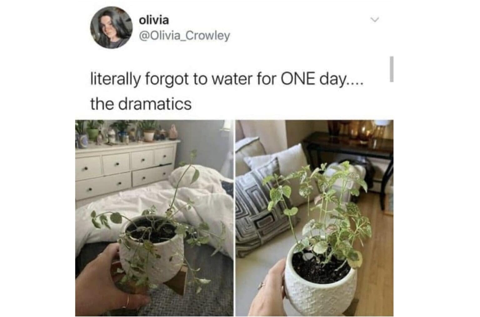 Is My Plant Dead? Probably. 36 Plant Memes That Will Make Every Plant ...