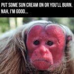33 Sunburn Memes: Because Apparently, You Needed Another Reminder to ...