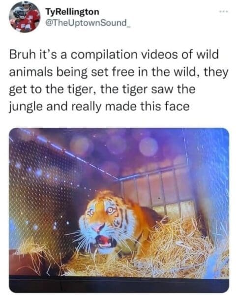 Tiger Memes: 19 Memes Where the Stripes Meet Sarcasm