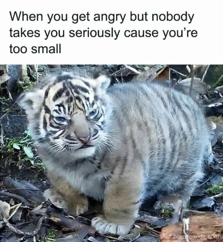 Tiger Memes: 19 Memes Where the Stripes Meet Sarcasm