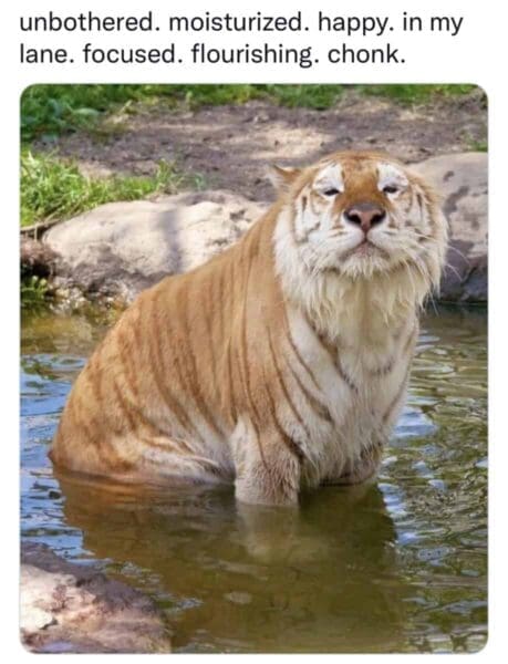 Tiger Memes: 19 Memes Where the Stripes Meet Sarcasm
