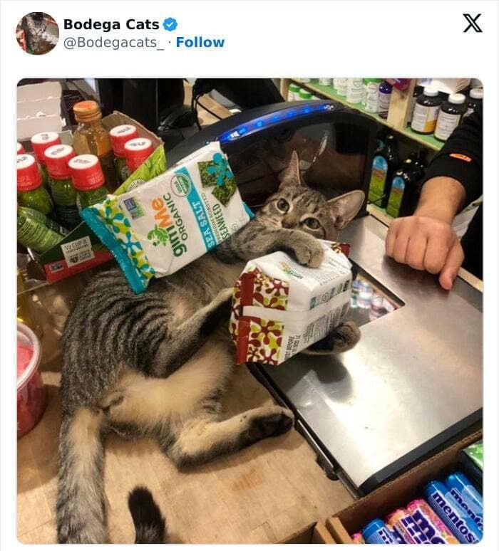 bodega cats-25-4-24-2024 - Thunder Dungeon | The Funniest Memes. Period.