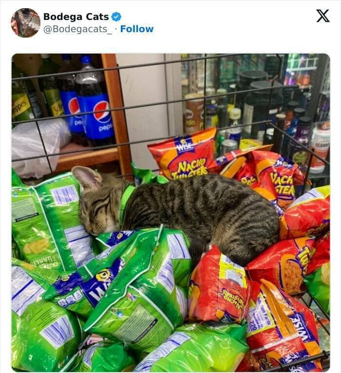 bodega cats-8-4-24-2024 - Thunder Dungeon | The Funniest Memes. Period.