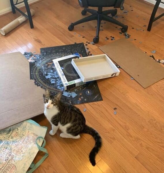 Cats Destroying Things: Pure Chaos and Unabashed Pride