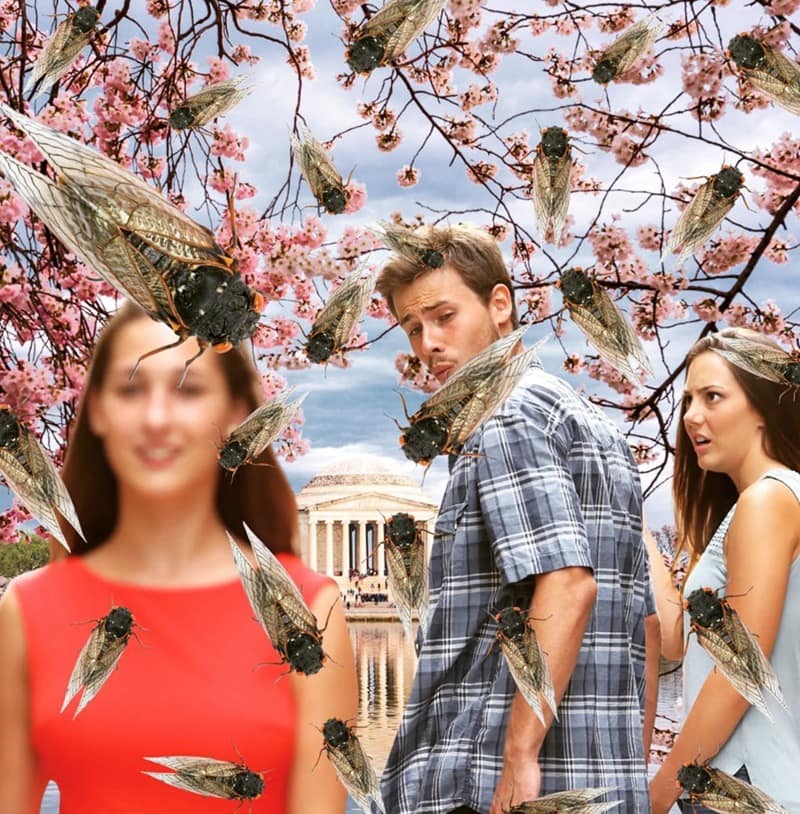 cicada memes-23-20240508 - Thunder Dungeon | The Funniest Memes. Period.