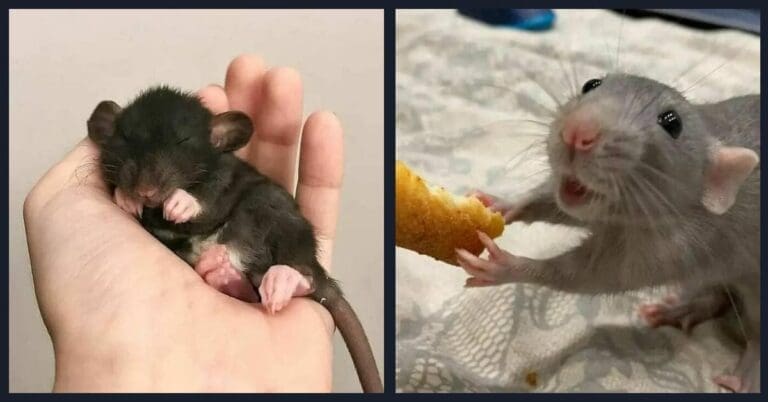 Cute Rats? Sure. 25 Photos That Are Actually Adorable