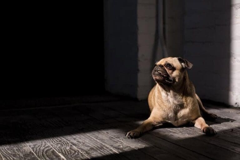 Pug Parade: 50 Funny Pug Photos of the Most Adorable (and Derpy) Dog ...