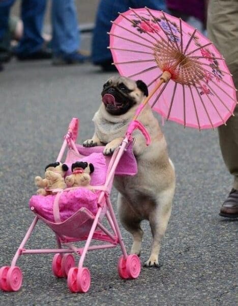Pug Parade: 50 Funny Pug Photos of the Most Adorable (and Derpy) Dog ...