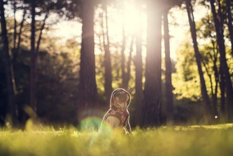 Pug Parade: 50 Funny Pug Photos of the Most Adorable (and Derpy) Dog ...