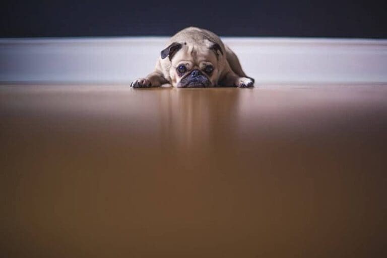 Pug Parade: 50 Funny Pug Photos of the Most Adorable (and Derpy) Dog ...