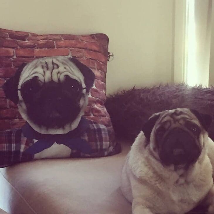 Pug Parade: 50 Funny Pug Photos of the Most Adorable (and Derpy) Dog ...