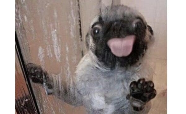 Pug Parade: 50 Funny Pug Photos of the Most Adorable (and Derpy) Dog ...