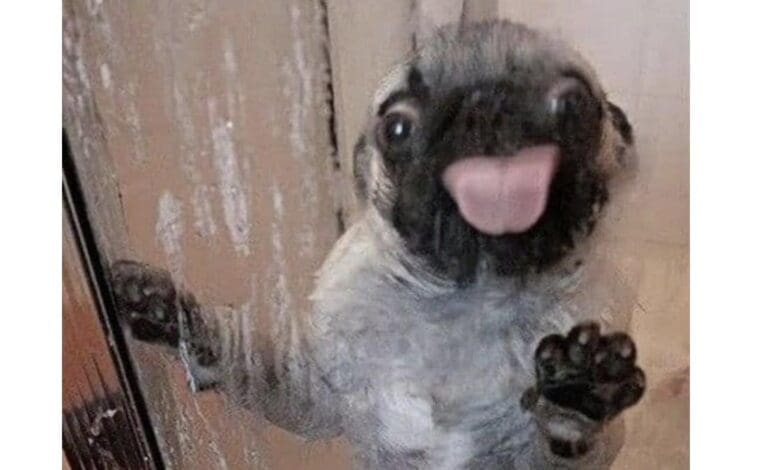 Pug Parade: 50 Funny Pug Photos of the Most Adorable (and Derpy) Dog ...