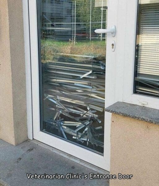 Is My Pet Broken? 39 Hilarious Photos That Perfectly Capture the Weird ...