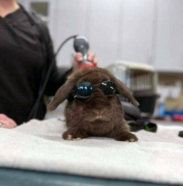 Is My Pet Broken? 39 Hilarious Photos That Perfectly Capture the Weird ...