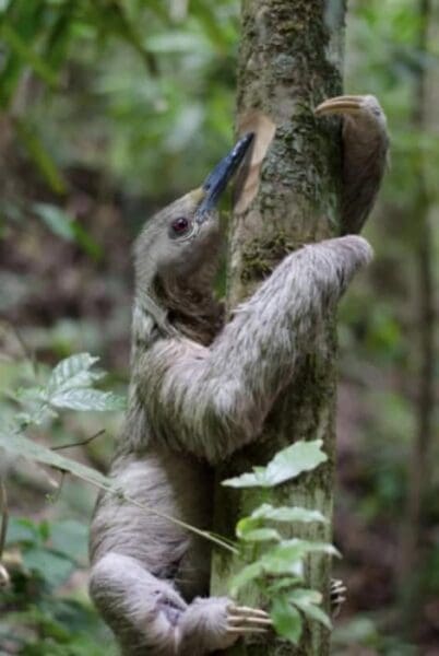 37 Funny Animal Hybrid Mashups You Wish Were Real