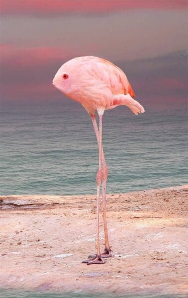 37 Funny Animal Hybrid Mashups You Wish Were Real