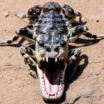 37 Funny Animal Hybrid Mashups You Wish Were Real