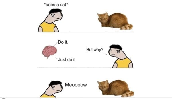 45 Of The Best Cat Memes To Share With Your Feline Friends