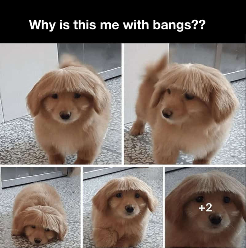 cutting your bangs memes-34-6-3-2024 - Thunder Dungeon | The Funniest ...