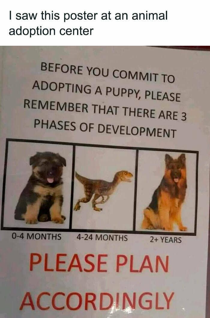 dog memes-2-20240621 - Thunder Dungeon | The Funniest Memes. Period.