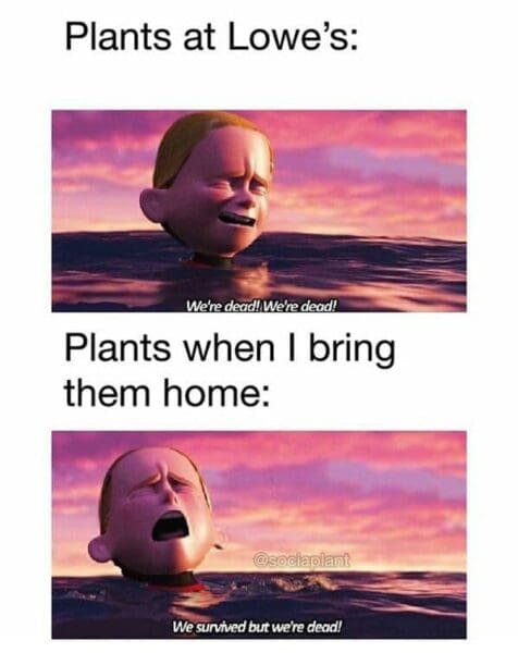 Gardening Memes: 40 Memes Every Plant Lover Will Enjoy