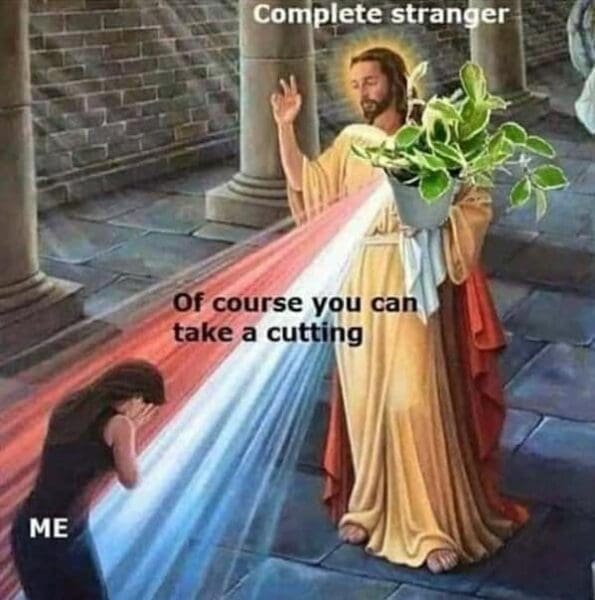 Gardening Memes: 40 Memes Every Plant Lover Will Enjoy