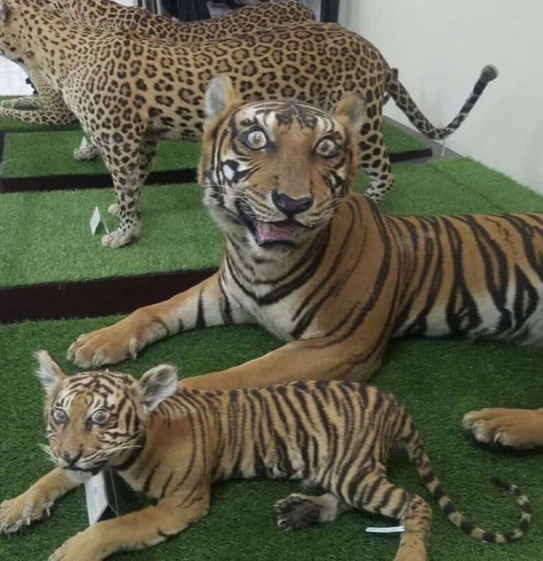 Stuff Your Nightmares: 38 Taxidermy Fails That Are More Horror Than Hobby