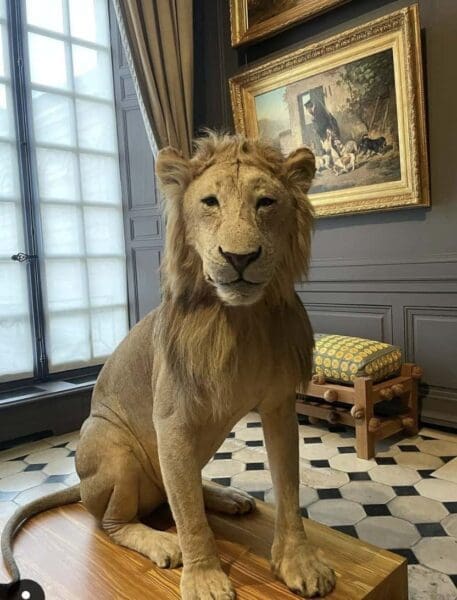 Stuff Your Nightmares: 38 Taxidermy Fails That Are More Horror Than Hobby