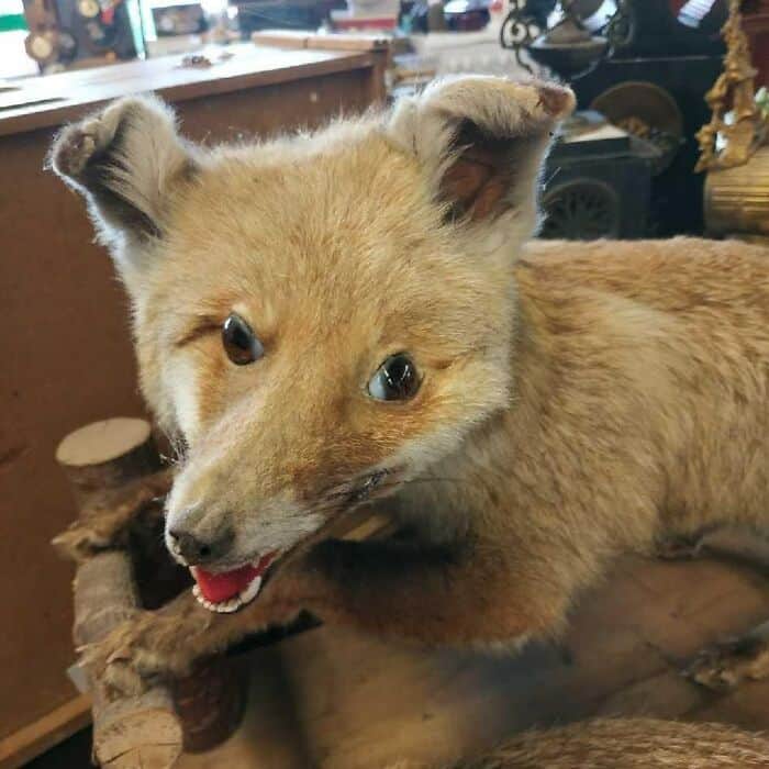 taxidermy fails-22-6-3-2024 - Thunder Dungeon | The Funniest Memes. Period.