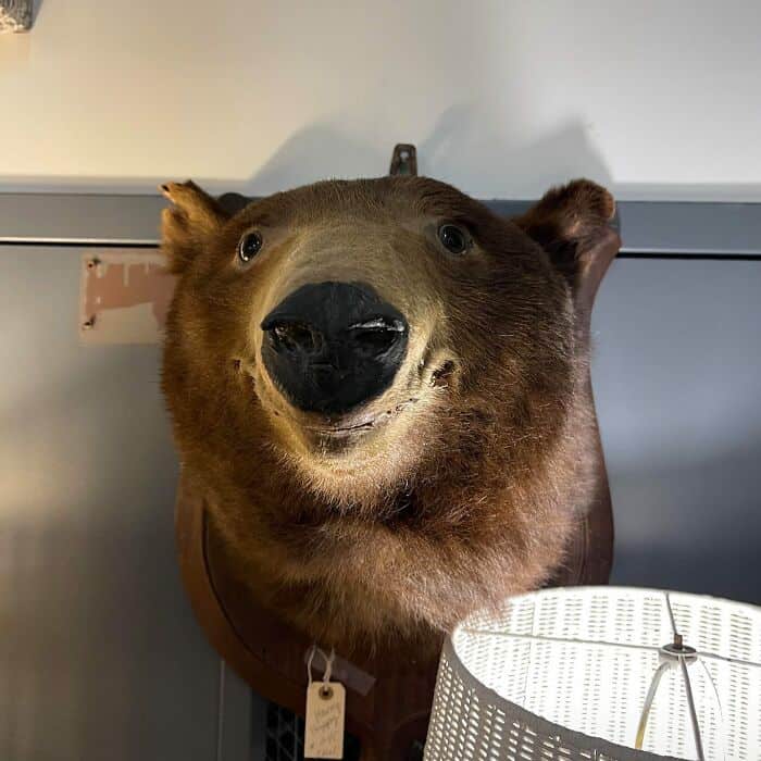 taxidermy fails-25-6-3-2024 - Thunder Dungeon | The Funniest Memes. Period.