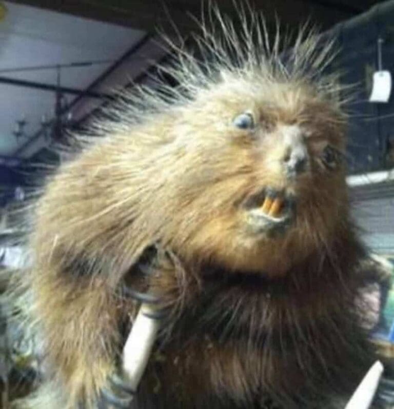 Stuff Your Nightmares: 38 Taxidermy Fails That Are More Horror Than Hobby