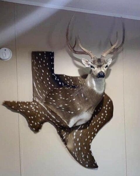 Stuff Your Nightmares: 38 Taxidermy Fails That Are More Horror Than Hobby