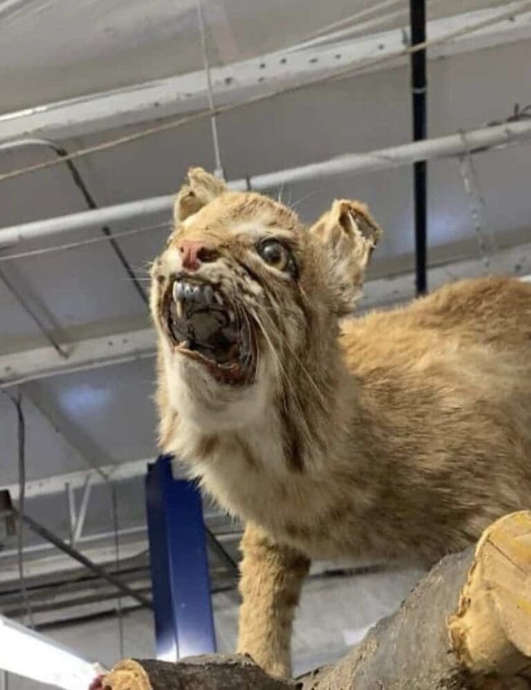 Stuff Your Nightmares: 38 Taxidermy Fails That Are More Horror Than Hobby