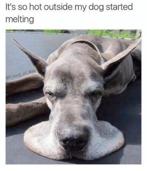 27 Heatwave Memes About the Sweaty Summer Temps That Are Too Real