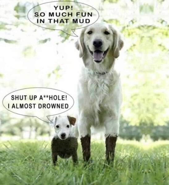 33 Short People Memes That Capture Life from a Lower Perspective
