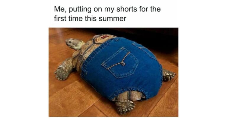 Summer Memes: 39 Memes to Keep You Cool and Entertained