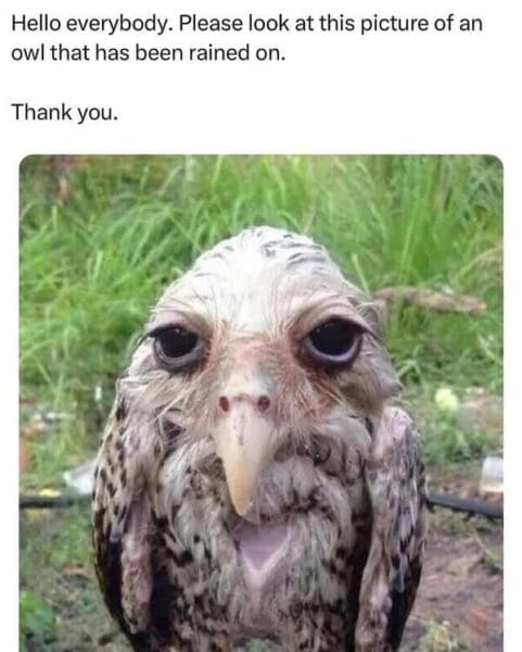 Animal Memes: 40 Memes for the Animal Lovers
