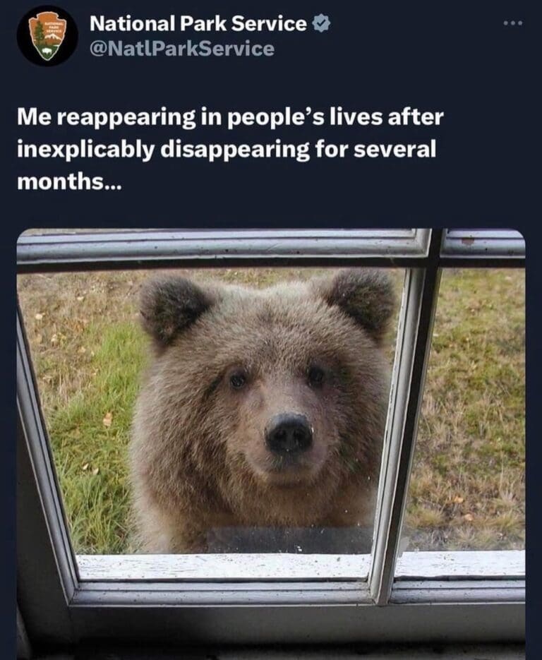 40 Bear-Themed Memes for Those Who Can’t Get Enough of These Furry Giants